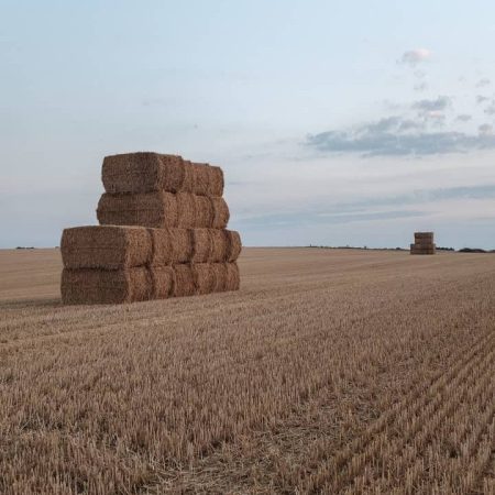 9 Simple Steps to Store Hay Properly and Prevent mold